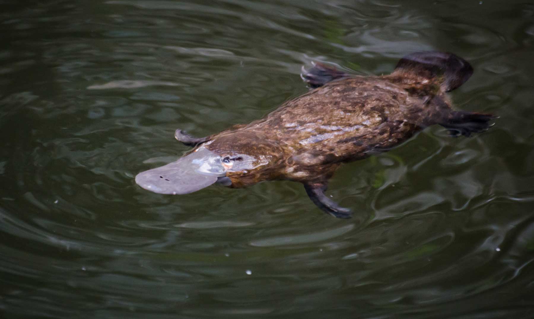 ¿Conoces al ornitorrinco? Un animal muy curioso - Ecologia Util