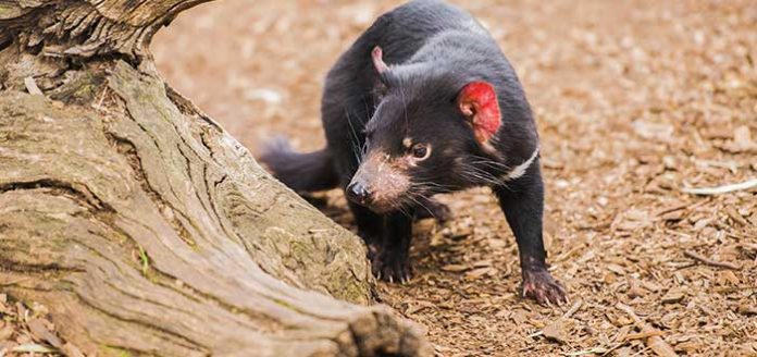 8 curiosidades del Demonio de Tasmania | Salvemos a la especie
