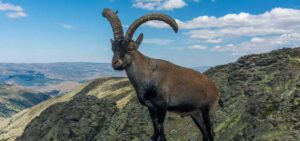 Animales extintos del planeta | 10 especies que debes conocer