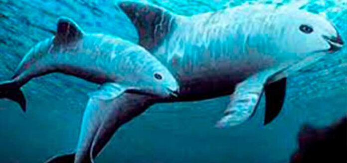 Animales Extintos Del Planeta 10 Especies Que Debes Conocer