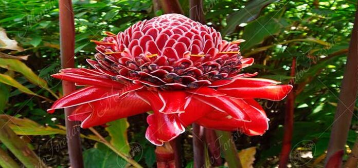 10 plantas exóticas del mundo | Naturaleza mágica y exhuberante