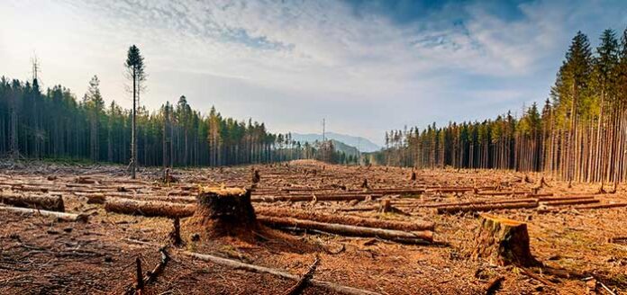 ¿Qué es ecocidio? | Descúbrelo todo sobre esta teoría - Ecologia Util